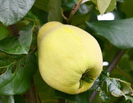 Comment choisir sa variété de cognassier ? - Promesse de fleurs