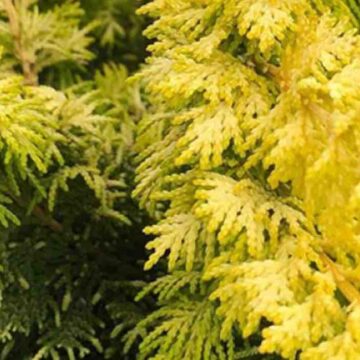 7 conifères dorés à planter dans une rocaille - Promesse de fleurs