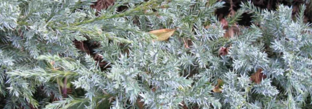 7 conifères bleus pour rocaille - Blog Promesse de fleurs