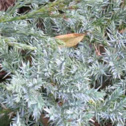 7 conifères bleus pour rocaille - Blog Promesse de fleurs