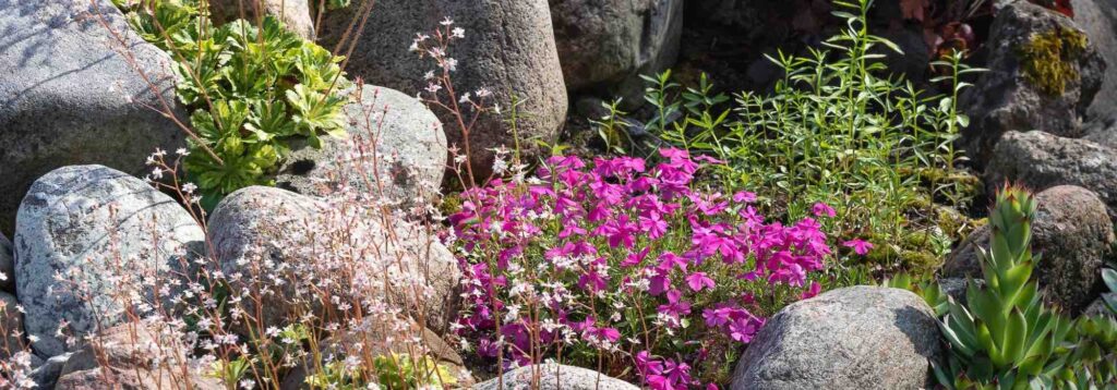 Aménager une rocaille alpine - Blog Promesse de fleurs