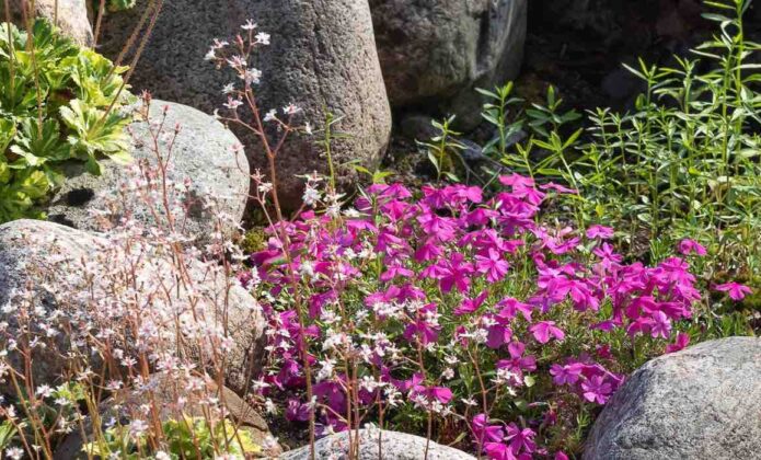 Aménager une rocaille alpine - Blog Promesse de fleurs