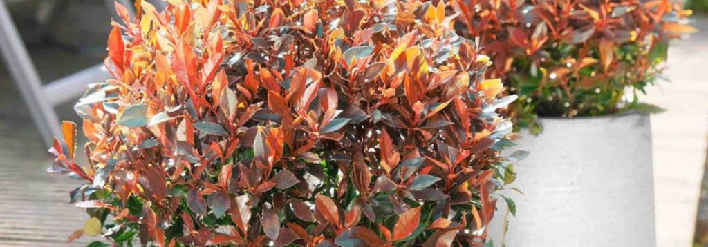 Cultiver un Photinia en pot - Blog Promesse de fleurs