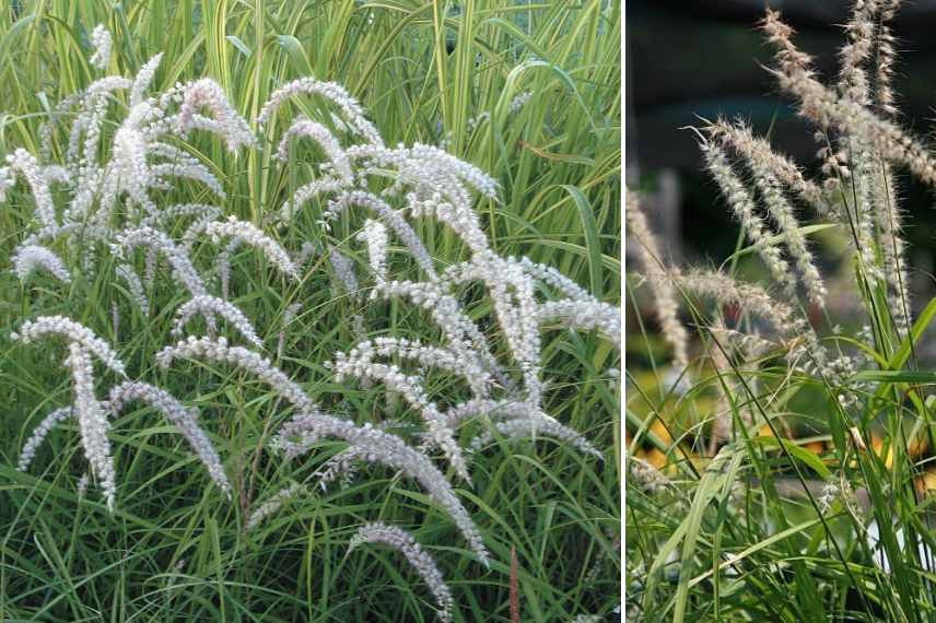 Créez de l'intimité dans votre jardin avec les graminées - Blog ...