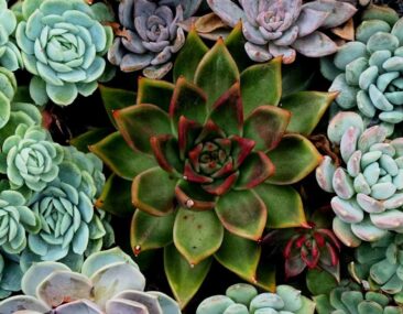 Des plantes grasses faciles de culture - Blog Promesse de fleurs