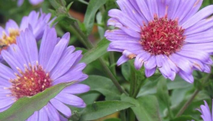 Aster - Fiches conseils jardinage