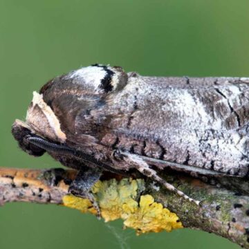Cossus gâte-bois : un insecte parasite des arbres méconnu