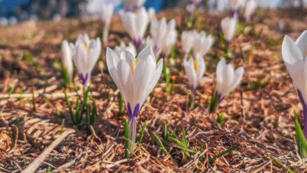 Crocus à fleurs blanches : les plus belles variétés - Blog Promesse de ...