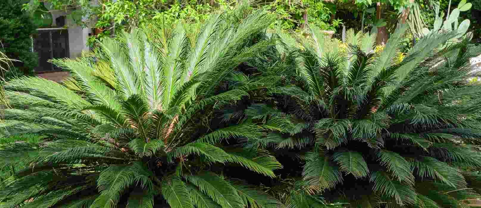 Maladies et parasites du Cycas ou Sagou du Japon - Blog Promesse de fleurs