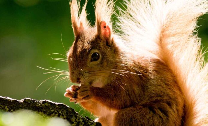 L'Écureuil roux, ce sympathique visiteur du jardin - Blog Promesse de ...