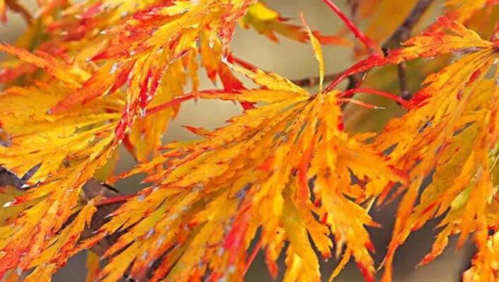 Erables du Japon : les plus belles couleurs d'automne