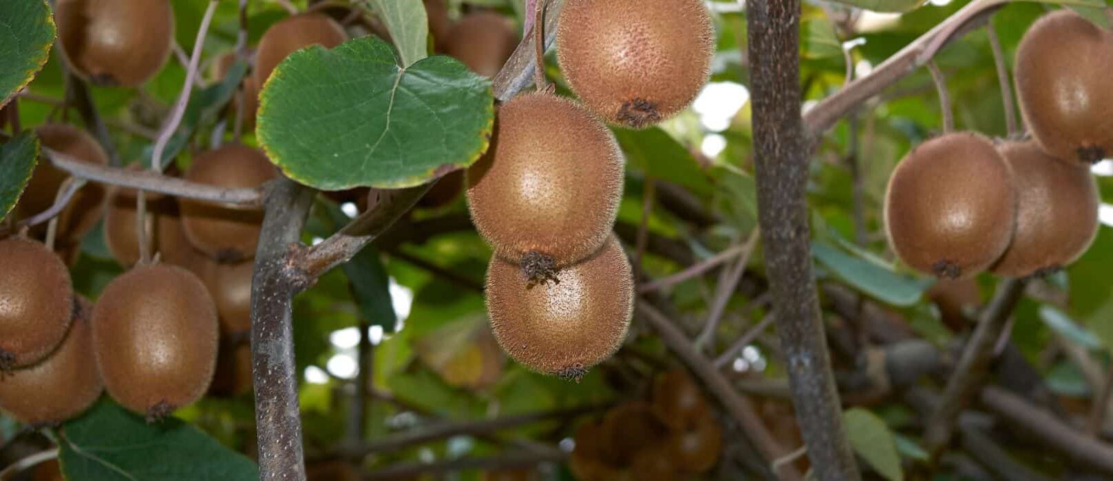 Kiwi : notre guide pour choisir vos variétés - Promesse de fleurs