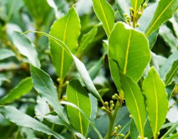 Laurier-sauce : plantation, taille, entretien - Blog Promesse de fleurs