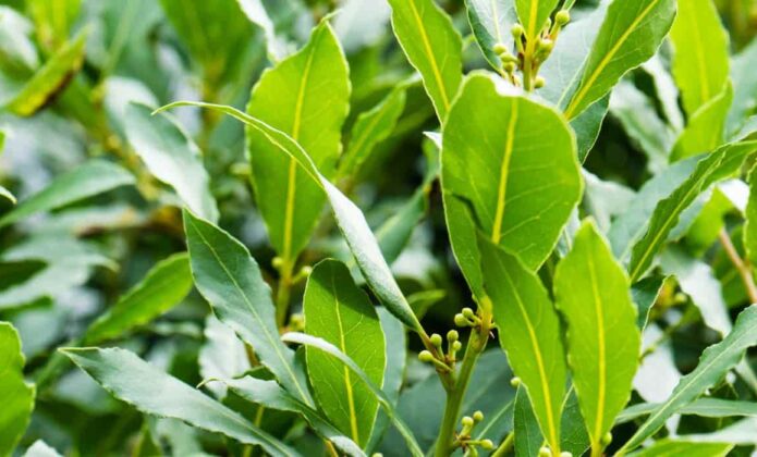 Laurier-sauce : plantation, taille, entretien - Blog Promesse de fleurs
