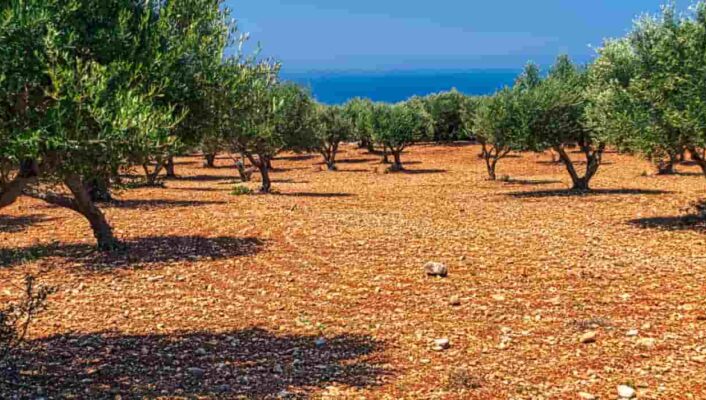 5 arbres parfaits pour un sol caillouteux - Promesse de fleurs