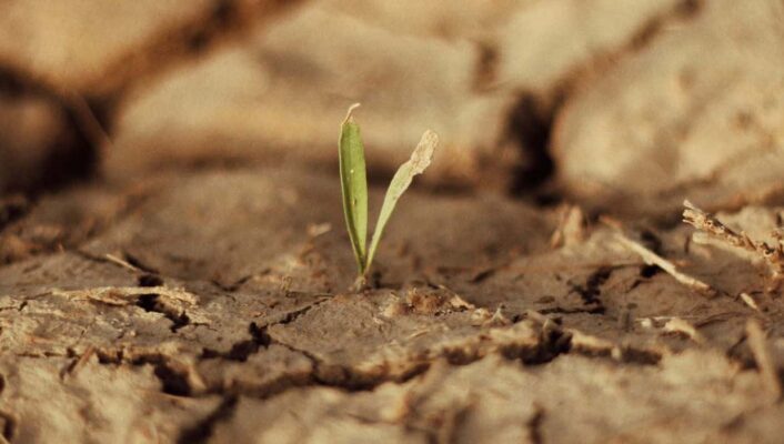 11 arbres fruitiers pour sol sec - Promesse de fleurs