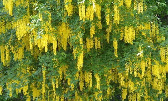 Prévenir et soigner les maladies du cytise