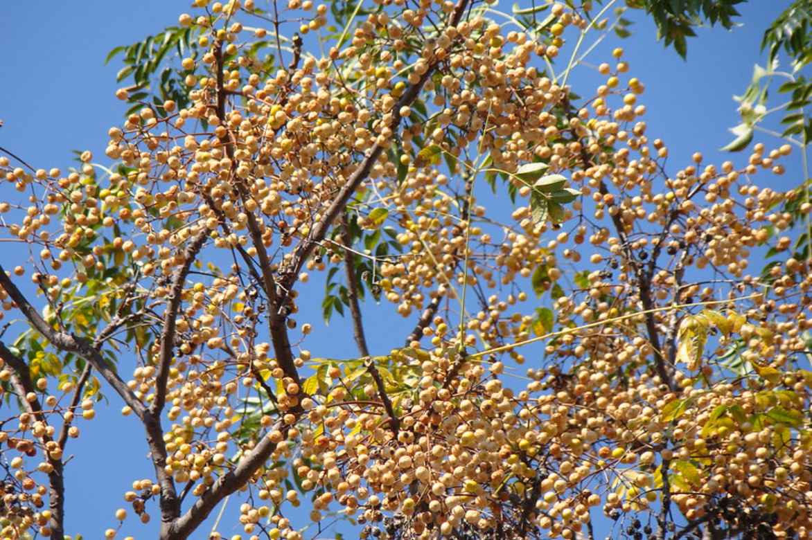 Tout savoir sur le Melia azedarach ou Margousier - Blog Promesse de fleurs