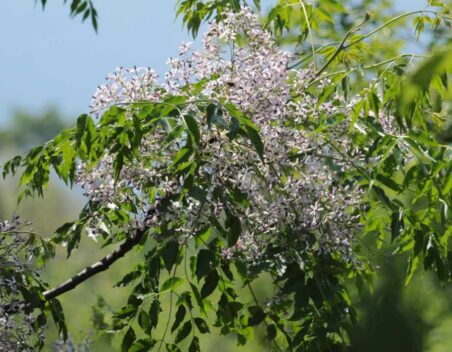 Tout savoir sur le Melia azedarach ou Margousier - Blog Promesse de fleurs