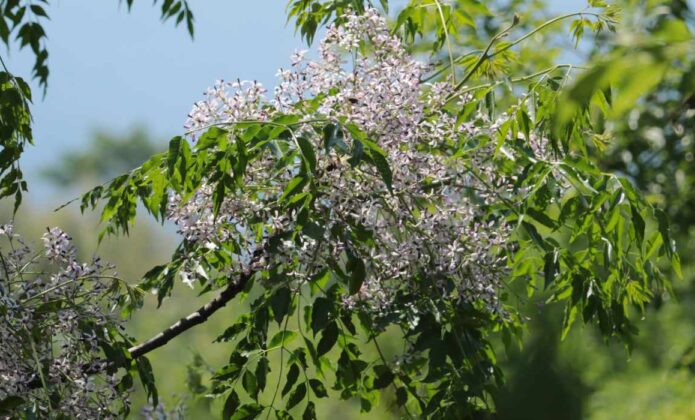 Tout savoir sur le Melia azedarach ou Margousier - Blog Promesse de fleurs