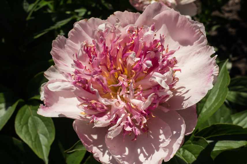 Top 5 pivoines roses pour un jardin éblouissant - Promesse de fleurs