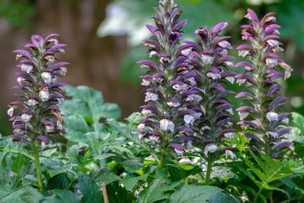 Acanthe : comment faire pousser cette plante ? Conseil jardinage