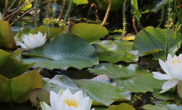 Le meilleur moment pour installer des plantes aquatiques en bassin