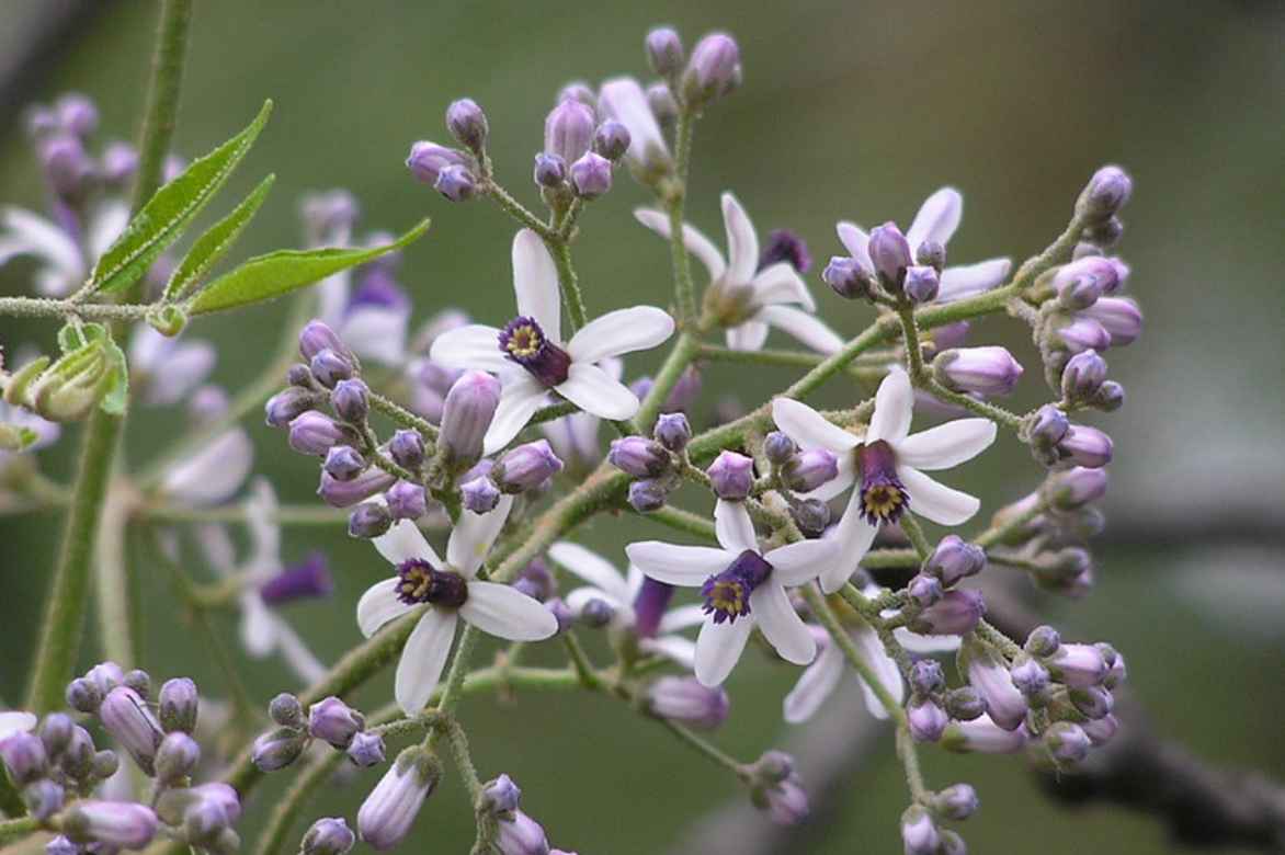 Tout savoir sur le Melia azedarach ou Margousier - Blog Promesse de fleurs