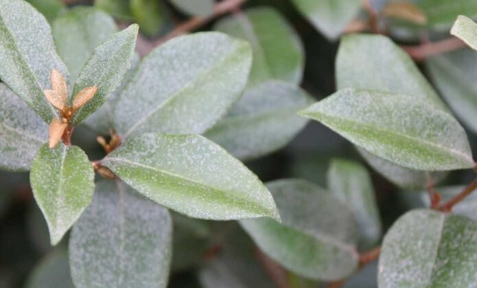 Prévenir et traiter les maladies de l'Eleagnus - Promesse de fleurs