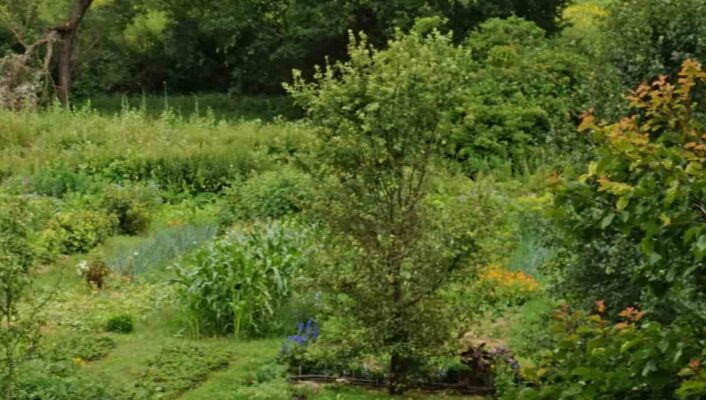 Syntropie en jardinage : comprendre cette approche révolutionnaire ...