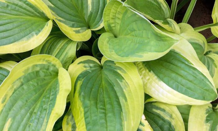 L'atout esthétique des feuillages panachés - Promesse de fleurs