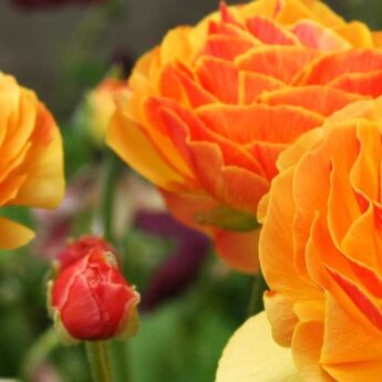 Renoncule des fleuristes en pot : comment réussir sa culture ? - Blog ...