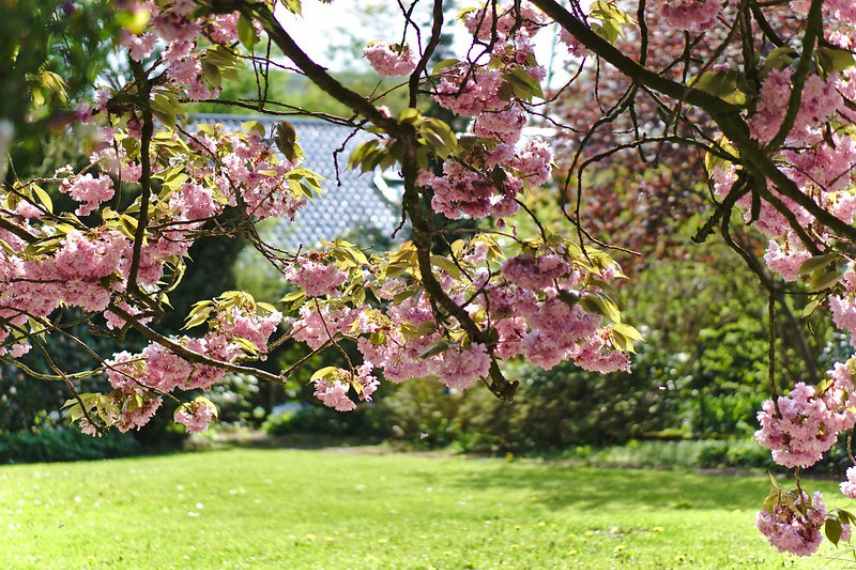 Un jardin pimpant dès le début du printemps - Blog Promesse de fleurs