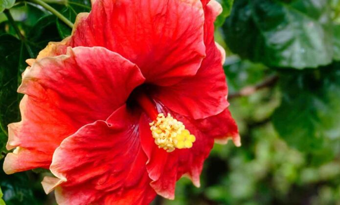 Cultiver l'Hibiscus d'intérieur, pour une floraison éclatante ...