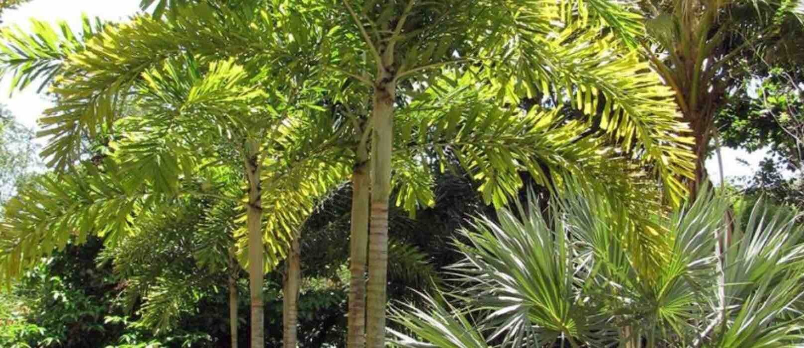 Sélection de palmiers géants pour les grands jardins - Blog Promesse de ...