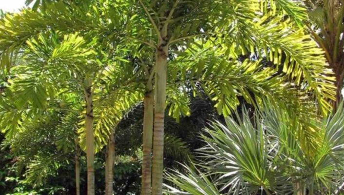 Sélection de palmiers géants pour les grands jardins - Blog Promesse de ...