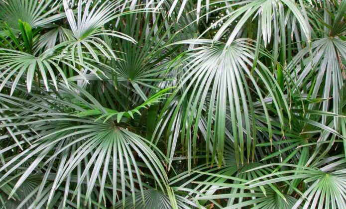 Sélection de mini palmiers pour petits espaces - Blog Promesse de fleurs