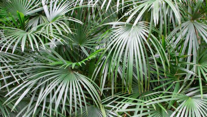 Sélection de mini palmiers pour petits espaces - Blog Promesse de fleurs