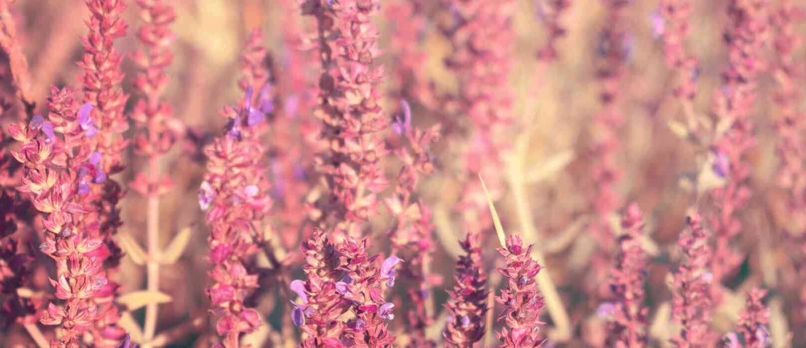 Notre top des sauges à fleurs roses pour jardins colorés - Blog ...