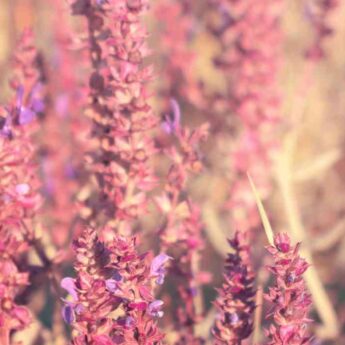 Notre top des sauges à fleurs roses pour jardins colorés - Blog ...