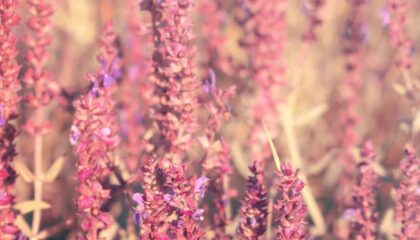 Notre top des sauges à fleurs roses pour jardins colorés - Blog ...