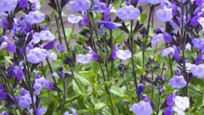 Sauges arbustives résistantes à la sécheresse : notre sélection - Blog ...