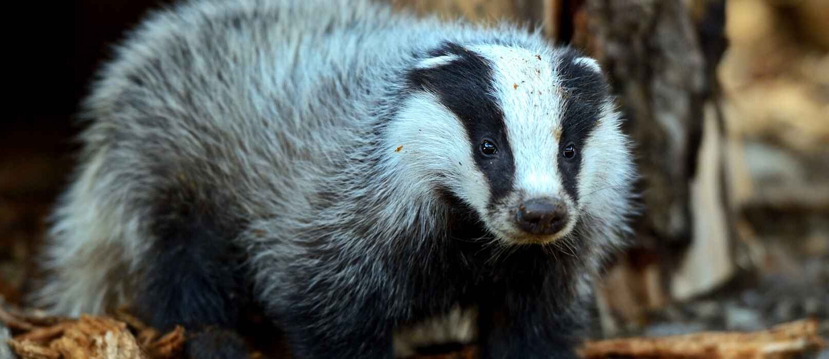 Blaireau au jardin : comment cohabiter ? - Blog Promesse de fleurs