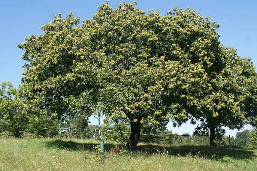 Comment choisir la bonne variété de châtaignier