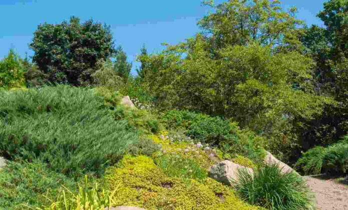 Sélection d'arbustes de montagne pour talus -- Blog Promesse de fleurs