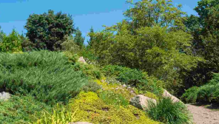 Sélection d'arbustes de montagne pour talus -- Blog Promesse de fleurs