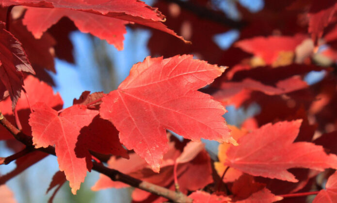 Erable : pourquoi ne rougit-il pas en automne ? - Blog Promesse de fleurs