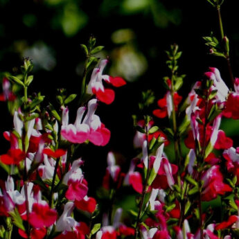 Les meilleures sauges pour pot - Promesse de Fleurs