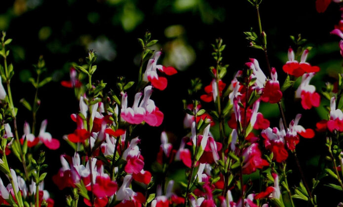 Les meilleures sauges pour pot - Promesse de Fleurs