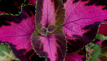 Découvrez la tendance rose barbiecore - Promesse de Fleurs